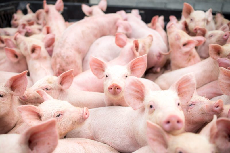 O movimento da carne suína em outubro, segundo o Cepea - Vitalltech