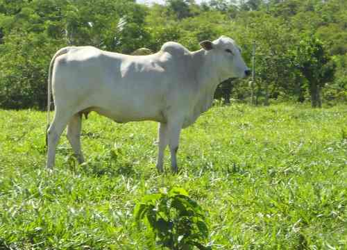 Qual a idade mínima para a primeira cria de uma novilha? - Vitalltech