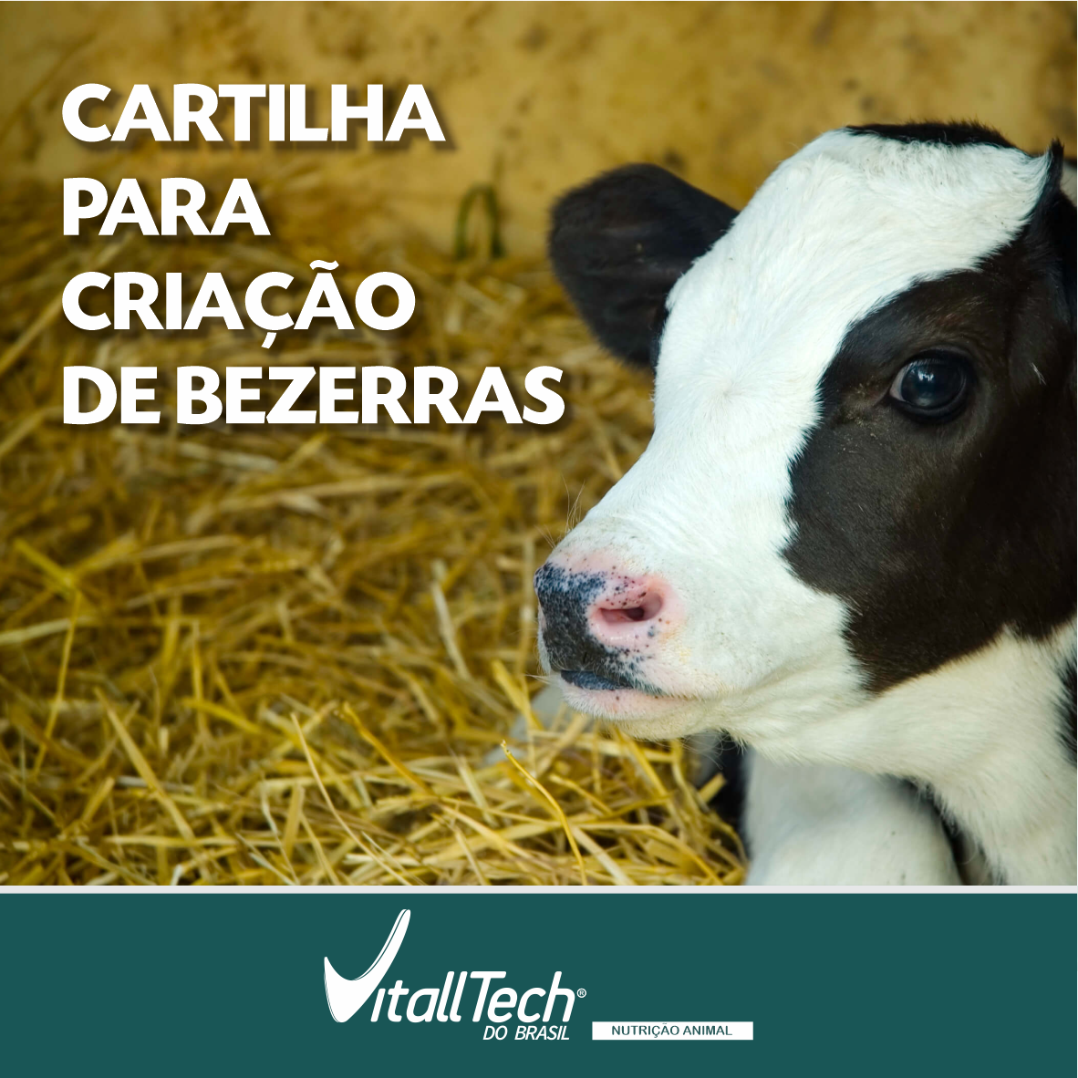 A bezerra de hoje será a sua vaca de amanhã! - Vitalltech