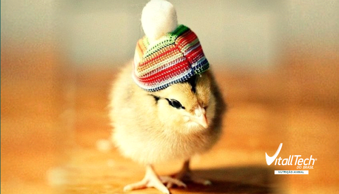Cuidados com os pintinhos ao chegar na granja - Vitalltech